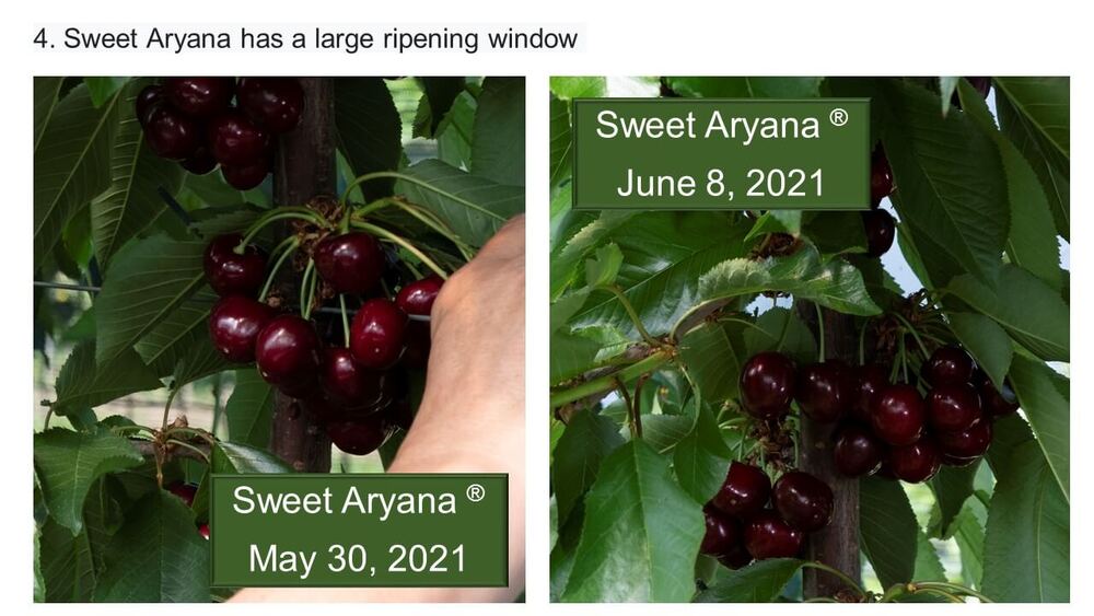 From the Apennines to the Andes: the worldwide success of Sweet Aryana®